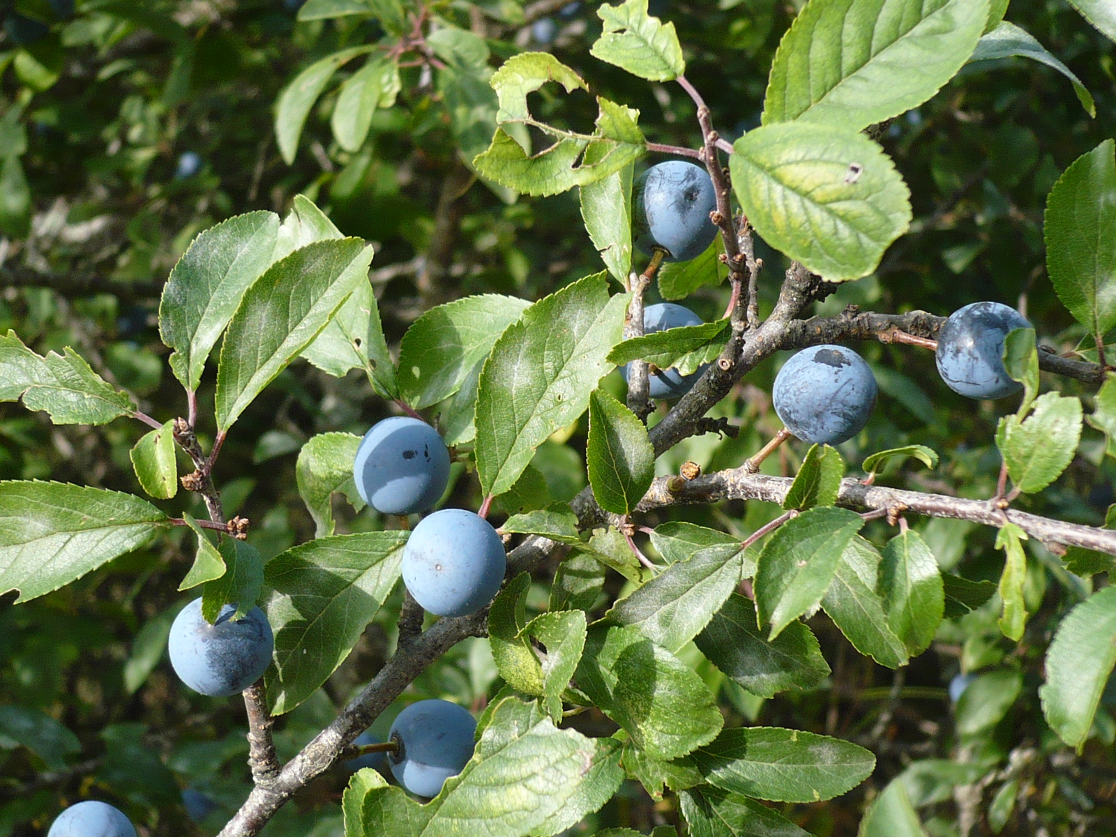 prunelle 2.JPG